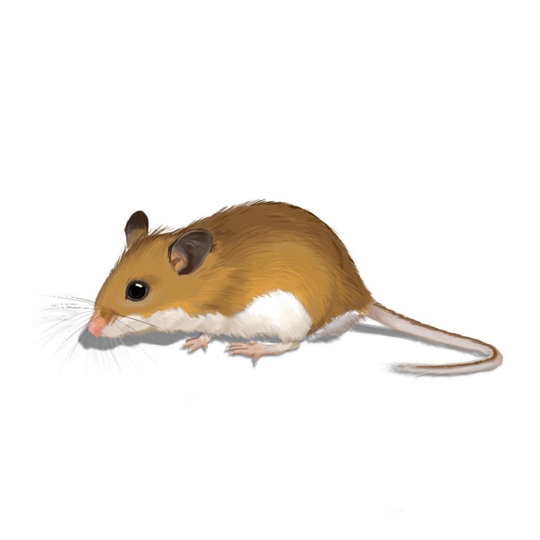 Deer Mouse - See Pest Control